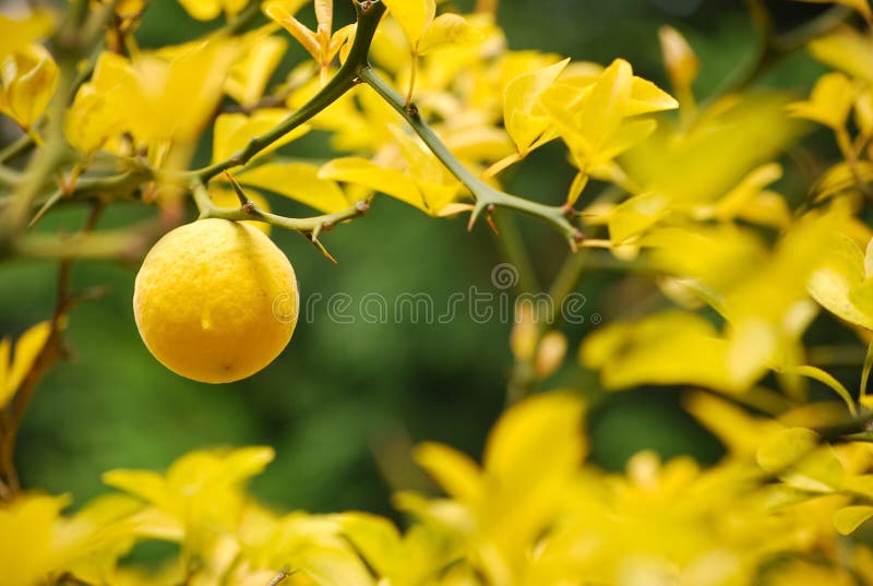 Mellow lemon stock image. Image of makro, health, prickly - 15018949