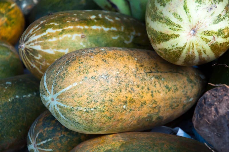 Muskmelon Crop and Plantation Stock Photo - Image of cucumis, madhya ...