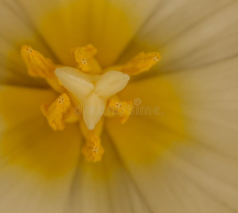 Mellow yellow stock photo. Image of tulip, delight, natural - 84741060
