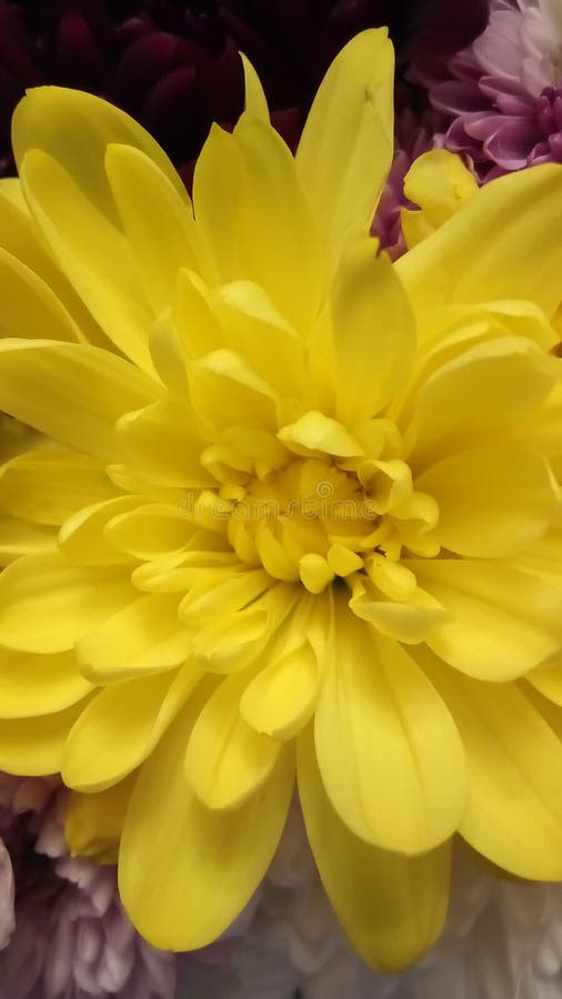 Mellow yellow stock photo. Image of tulip, delight, natural - 84741060