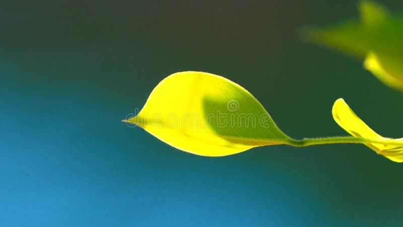 Mellow yellow stock photo. Image of tulip, delight, natural - 84741060