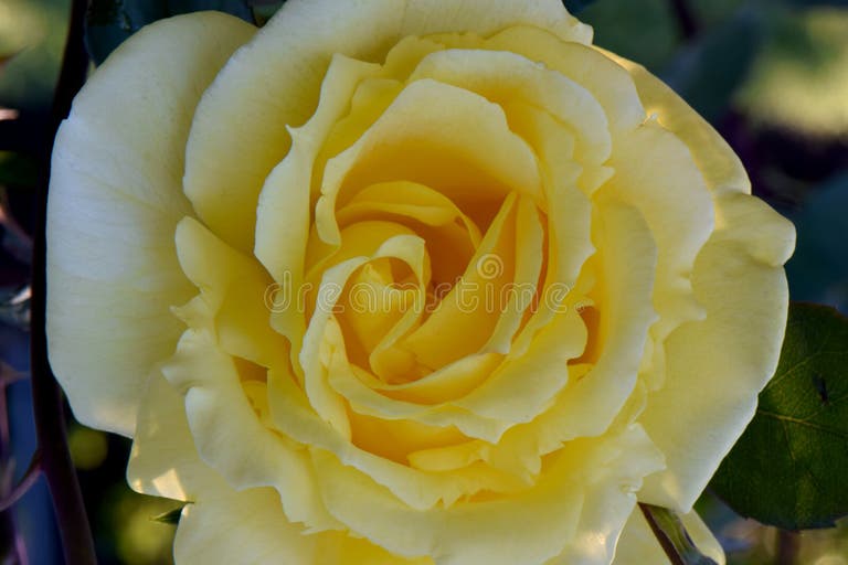 Mellow Yellow Rose 02 stock image. Image of floral, light - 152143943