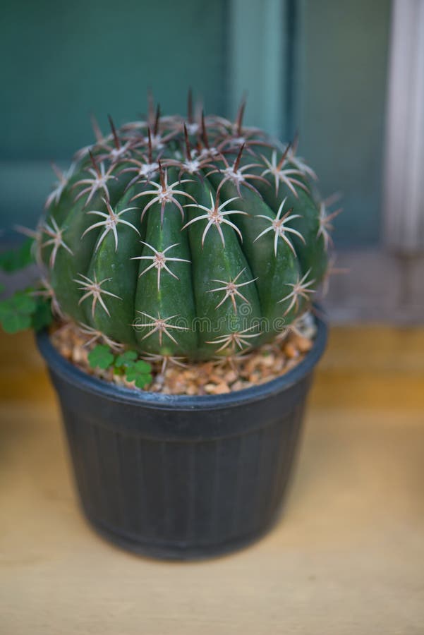 Melocactus in flower pot stock photo. Image of color - 165320660