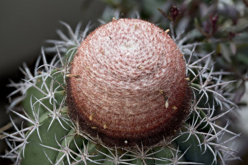 Close Up on Cephalium of Melocactus with Pink Flower Blooming Stock ...