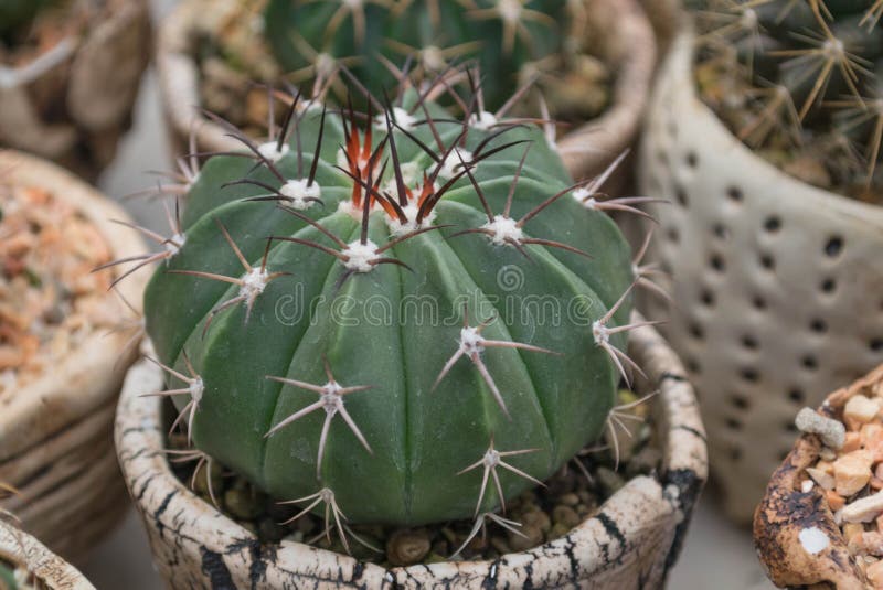 Melocactus sp. stock photo. Image of summer, america - 66495124