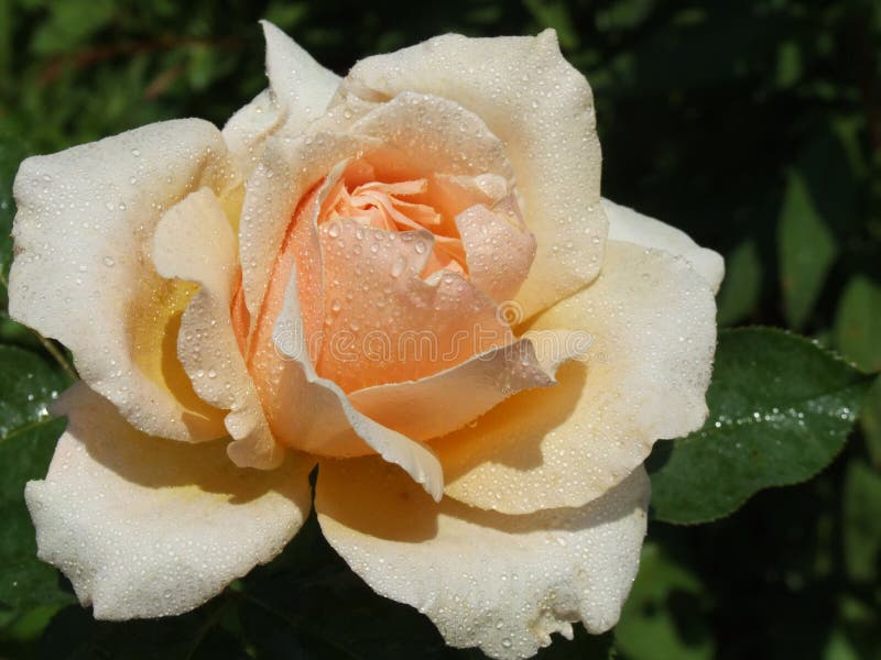 Racimo Color De Rosa Del Melocotón Con La Ilustración Foto de archivo ...