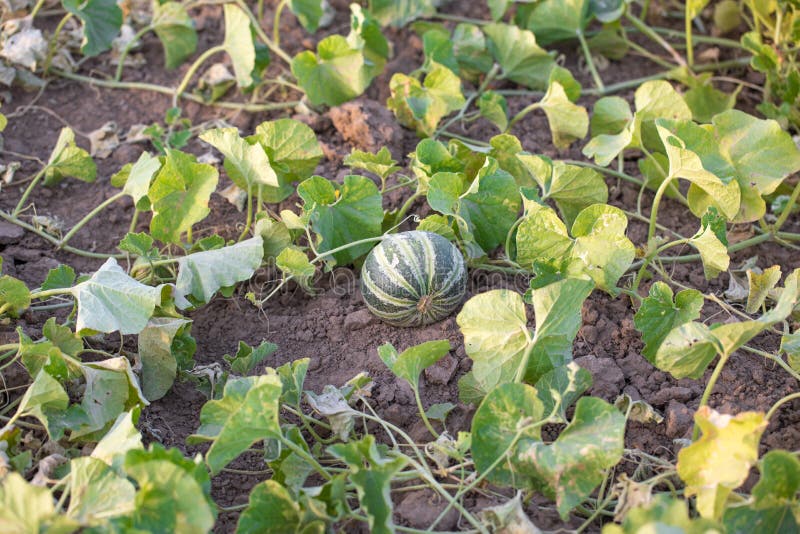 Meloen stock foto. Image of winkel, landbouwer, groep - 107555922