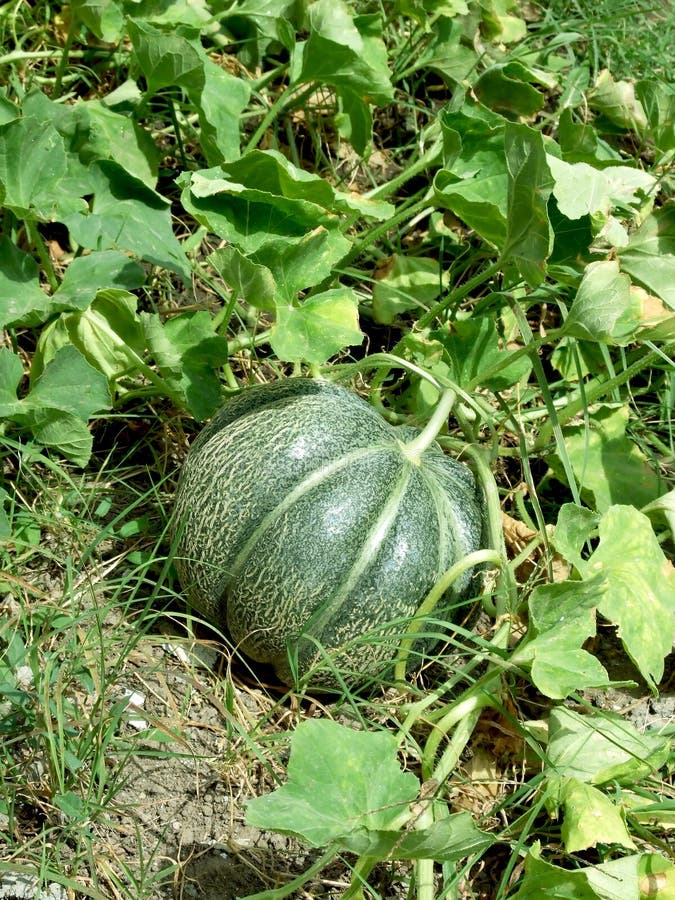 Meloen stock afbeelding. Image of sappig, zoet, gras - 17043593