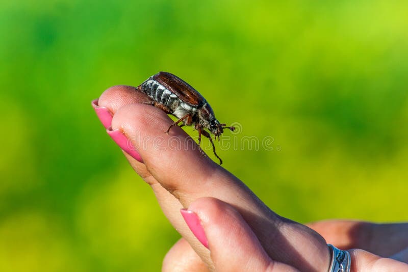 Melolontha Común Del Melolontha Del Abejorro, Conocido Como Insecto De ...