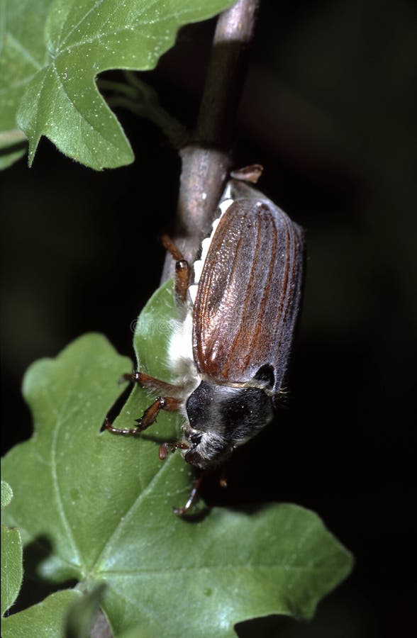 Melolontha Melolontha or Common Cockchafer Also Maybug - Female Beetle ...