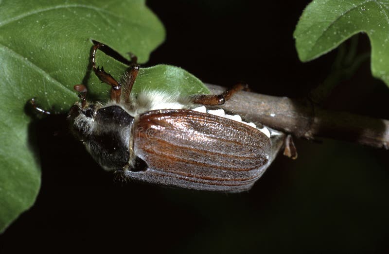 Melolontha Melolontha or Common Cockchafer Also Maybug - Female Beetle ...