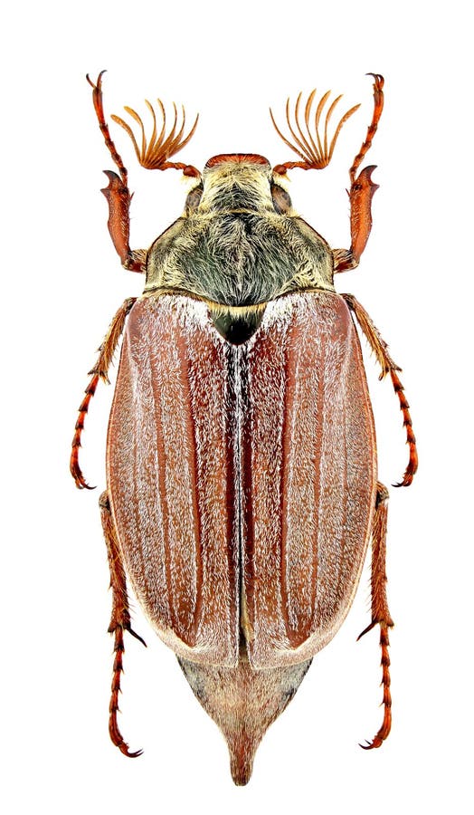 Melolontha de Melolontha photo stock. Image du nature - 18214762