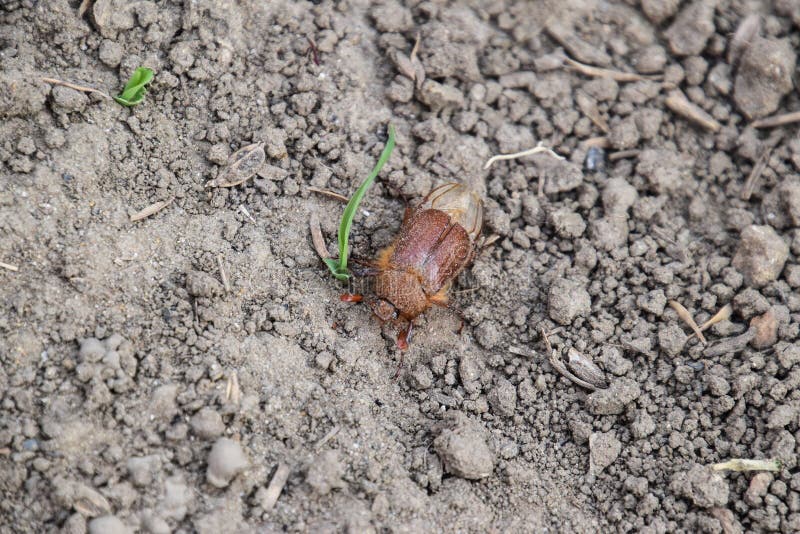 Melolontha East on the Ground Stock Image - Image of kaefer, beetle ...