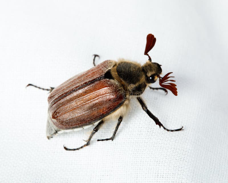 May bug flying stock image. Image of closeup, cockchafer - 21892689