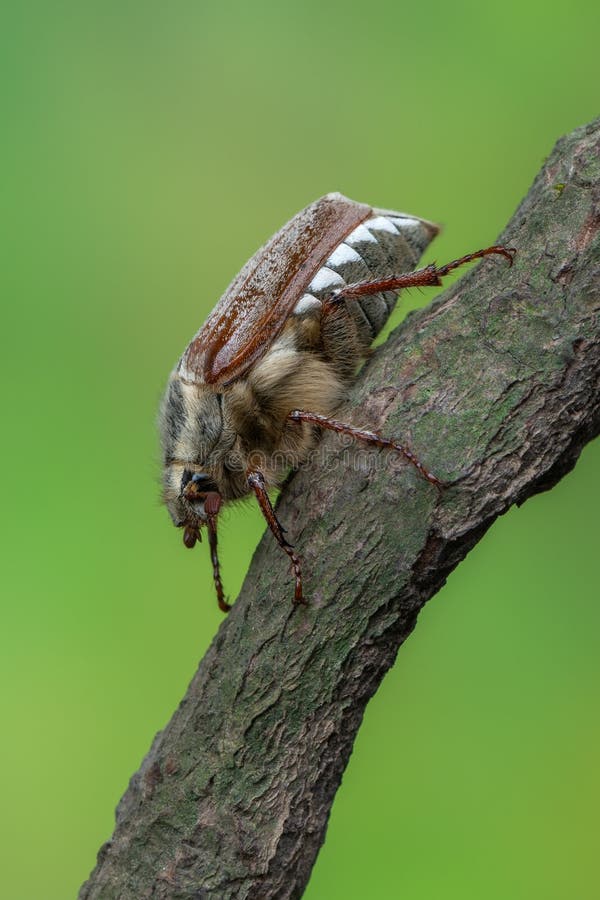 Melolontha pectoralis imagen de archivo. Imagen de detalle - 203376011