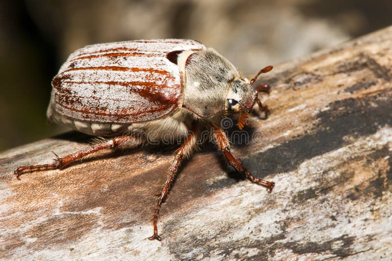 Melolontha van Melolontha stock foto. Image of ogen, macro - 25494894