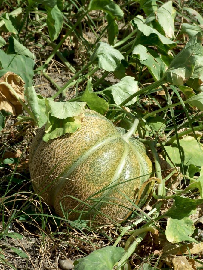 Melon stock image. Image of fresh, field, muskmelon, grass - 16284359