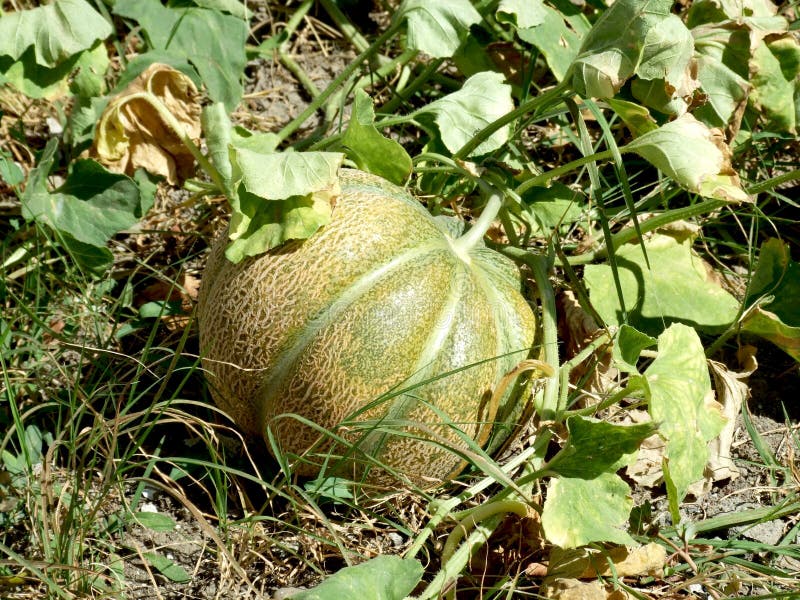 Melon stock photo. Image of green, grass, organic, close - 17043538