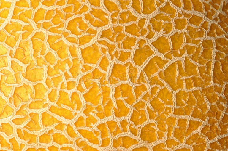 16,666 Melon Texture Stock Photos - Free & Royalty-Free Stock Photos ...