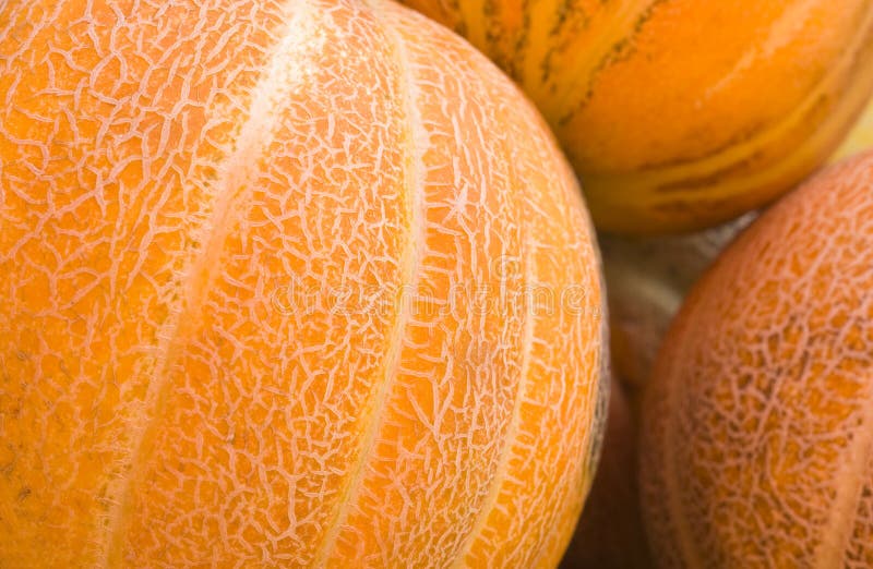 Melon stock photo. Image of melons, organic, ingredient - 5762630