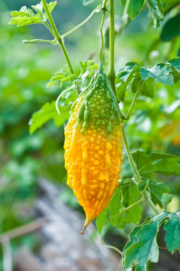 Melon amer image stock. Image du légumes, nature, melon - 23808601
