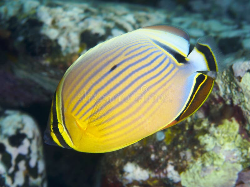 Melon butterflyfish stock photo. Image of tulamben, reef - 66853850