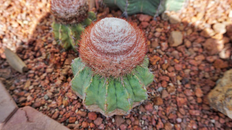 Cactus Del Melón En Piedra Colorida Imagen de archivo - Imagen de verde ...