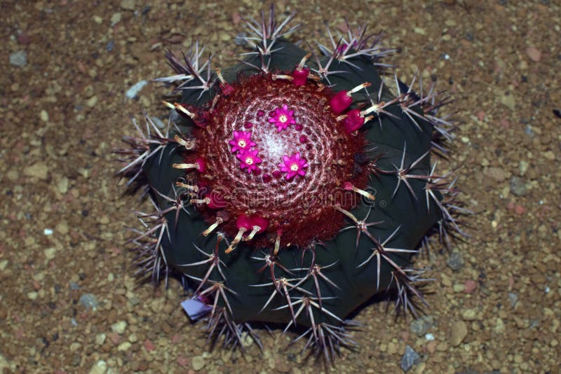 Melon cactus stock photo. Image of garden, nature, sharp - 98772928