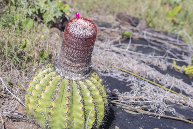 Melon cactus stock photo. Image of melocactus, melon - 42083904
