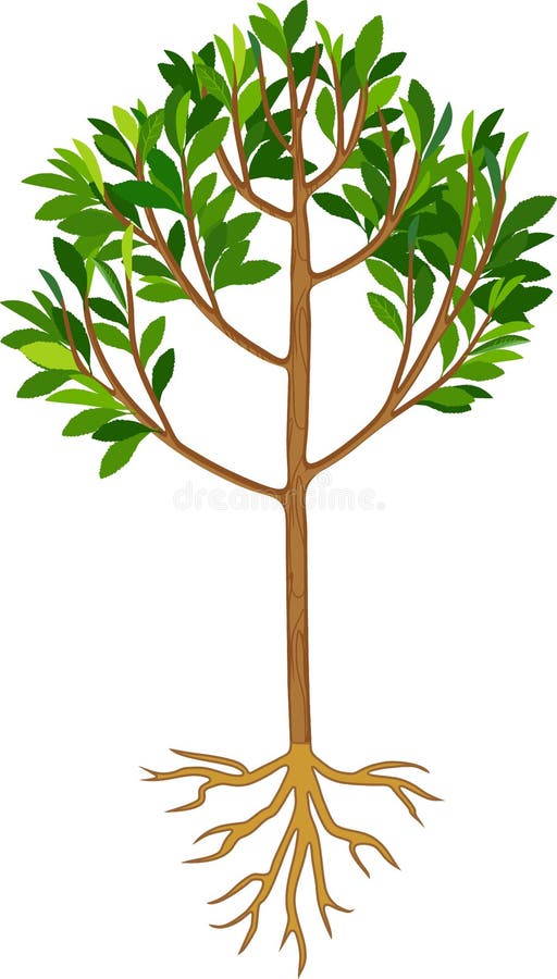 Peach Tree with Green Leaves and Root System Stock Vector ...