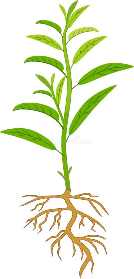 Peach Sapling with Green Leaves and Root System Stock Vector ...