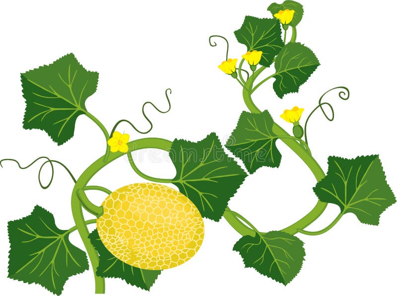 Melon Plant with Ripe Yellow Fruit, Green Leaves and Flowers Stock ...