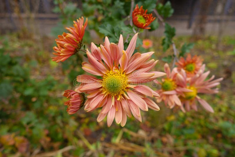 Melon-colored Flowers of Daisy Like Chrysanthemum in November Stock ...