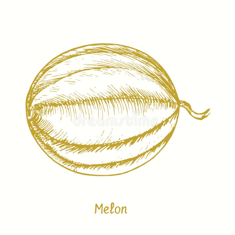 Melon ( Cucurbitaceae ) Fruit. Ink Yellow Doodle Drawing in Woodcut ...