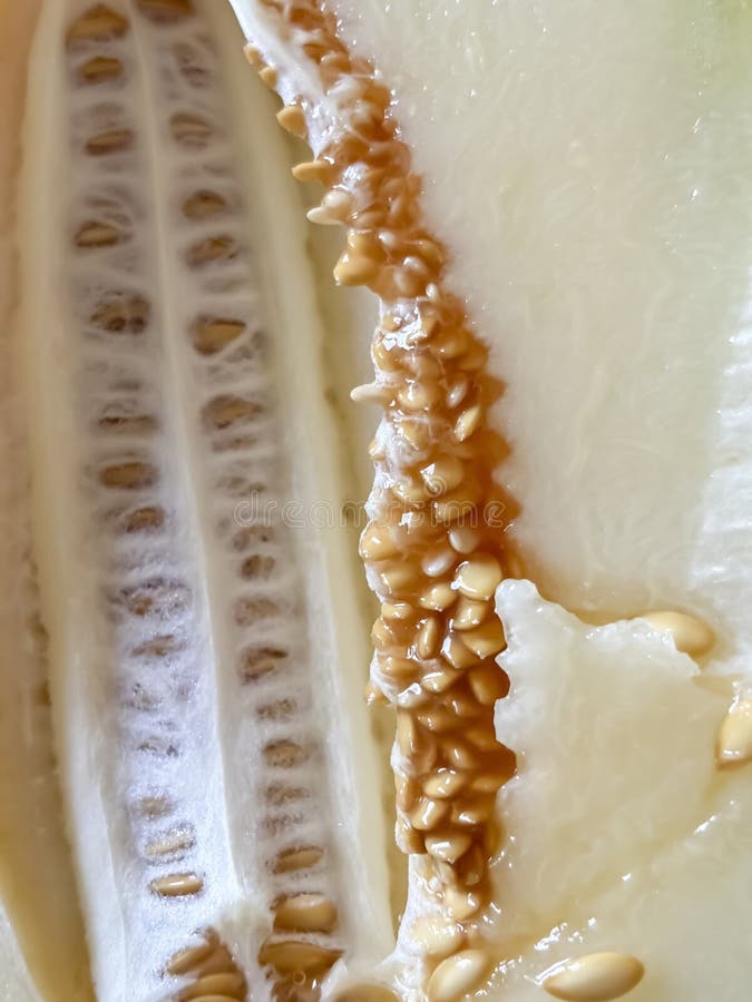 Melon Cut - Inside. Melon Seeds Inside when Cut. Close-up of Melon Pulp ...