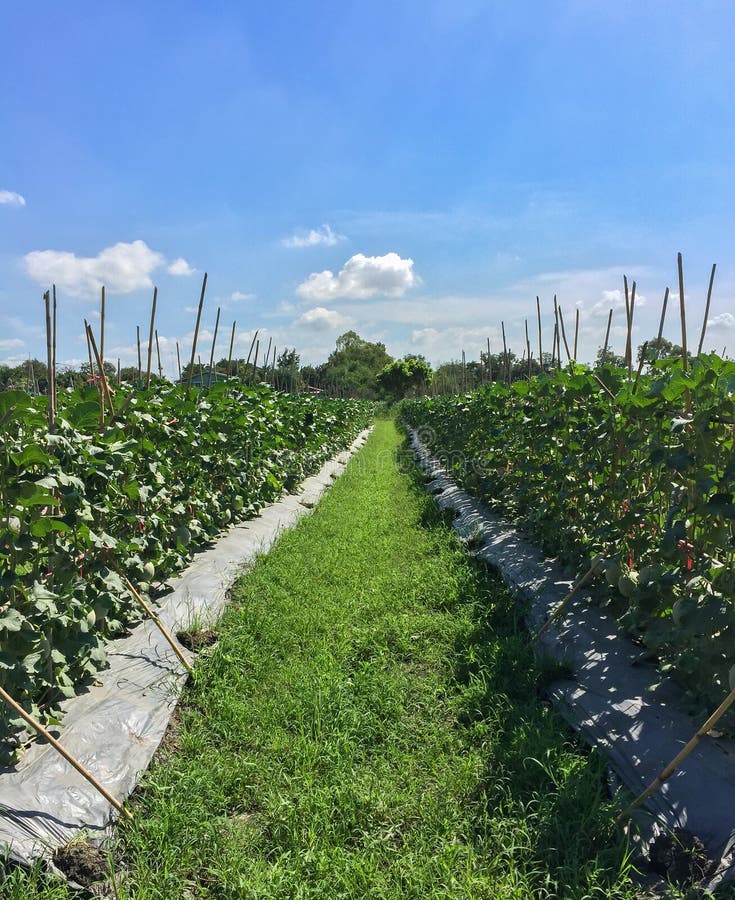 Melon farm stock image. Image of harvest, field, summer - 62945755