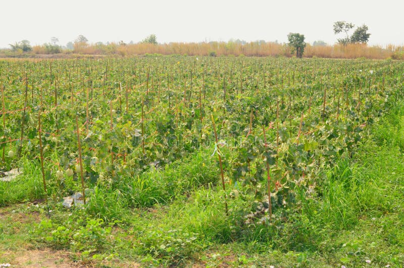 Melon farm stock photo. Image of leaf, health, sweet - 67083826