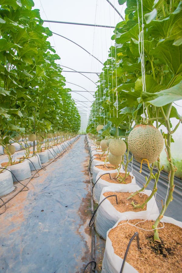 Melon farm stock photo. Image of nature, garden, health - 56355076