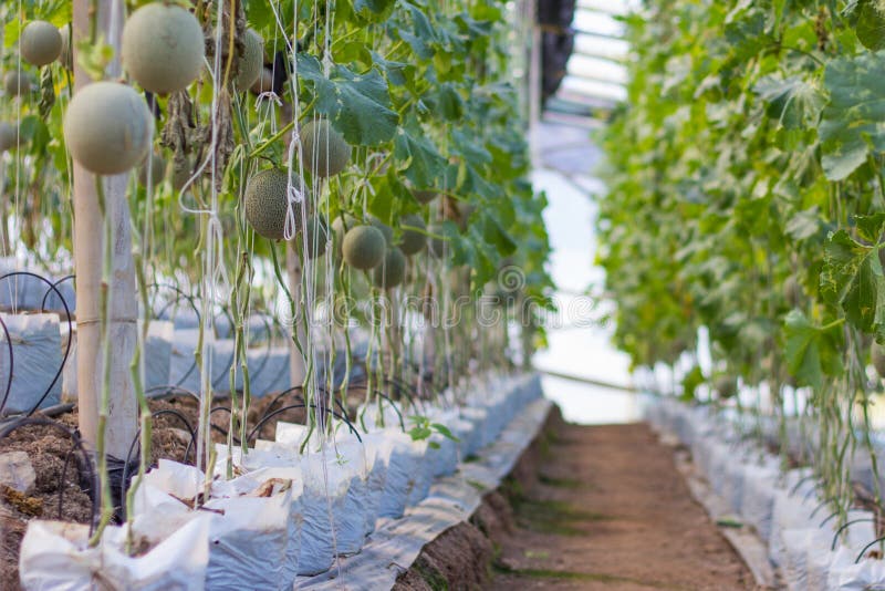 Melon farm in green house stock photo. Image of healthy - 113343438