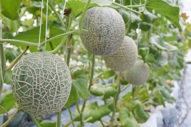 Melon in farm organic stock photo. Image of indoors, orange - 80601930
