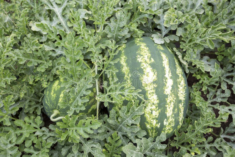 Melon Field with Heaps of Ripe Watermelons in Summer Stock Photo ...
