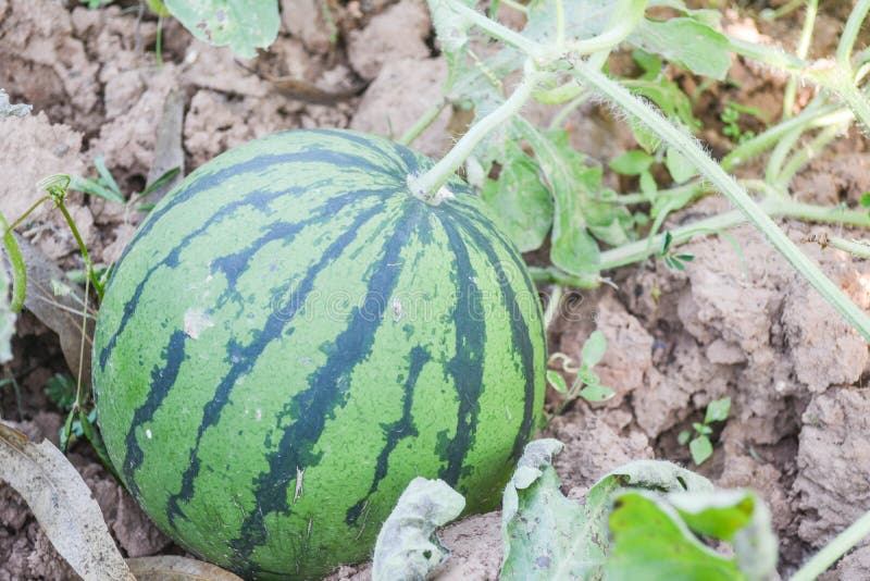 Melon Field with Heaps of Ripe Watermelons in Summer Stock Photo ...