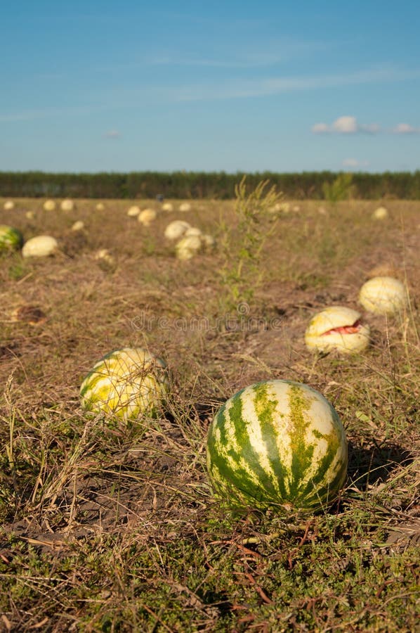 Melon field stock image. Image of fruit, diet, leaves - 33305539
