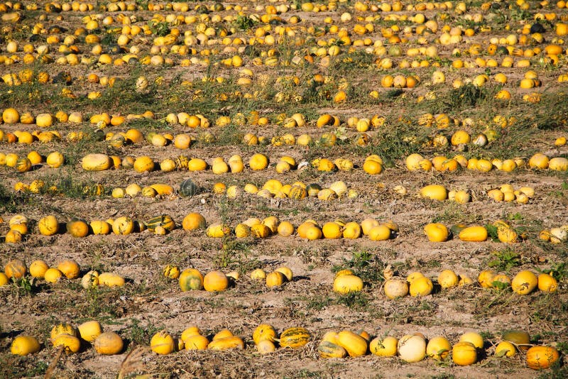 Melon field stock image. Image of season, plant, sunlight - 47407315