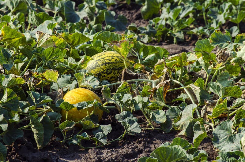 Melon on the field stock photo. Image of organic, crop - 75797624