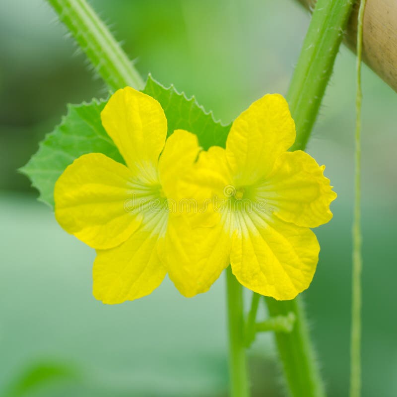 Melon flower stock photo. Image of leaf, summer, farming - 46743020