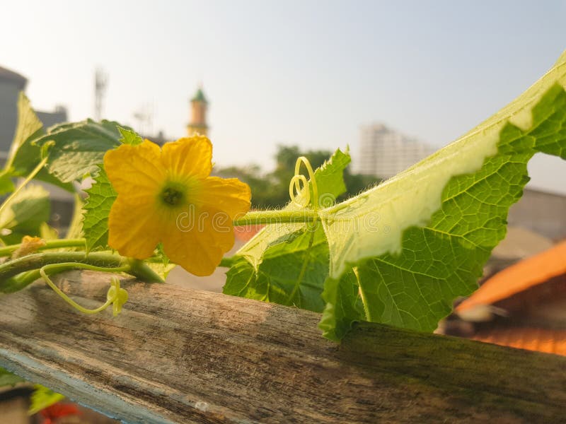 Melon flower stock photo. Image of natural, blooming - 318838320