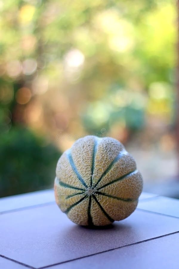 Melon stock image. Image of selective, garden, melons - 141821119