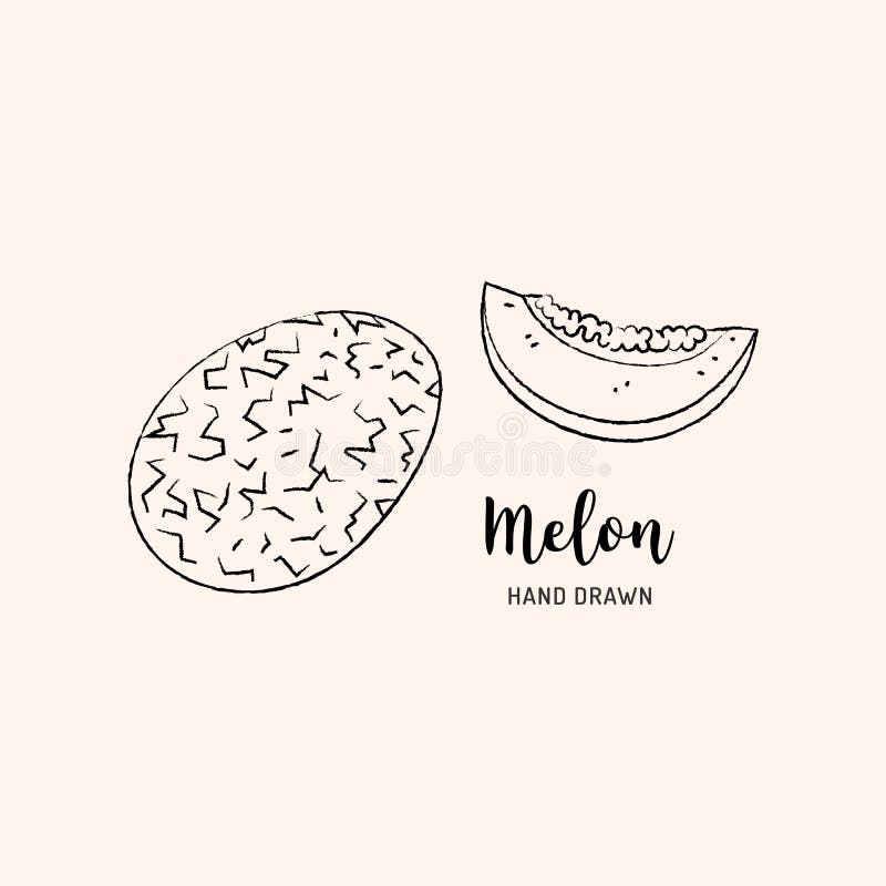 Melon Fruit Drawing. Sketch of Melon on a White Background. Vector ...