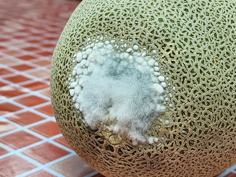 Melon Fruit Has Mold Fungus Stock Photo - Image of fungal, health ...